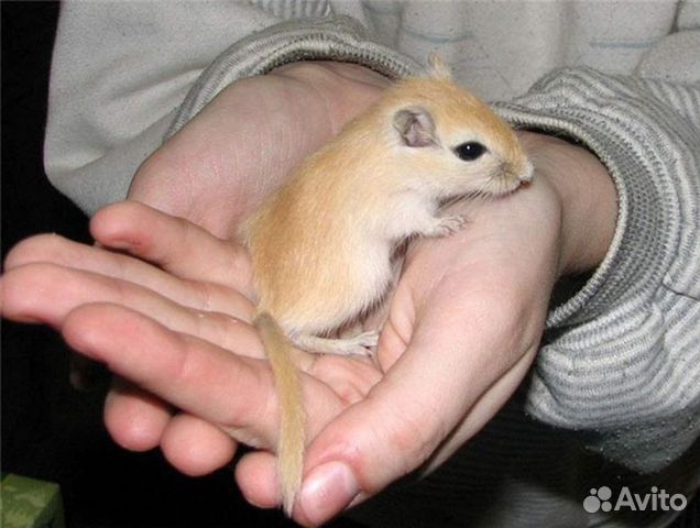 Монгольские песчанки