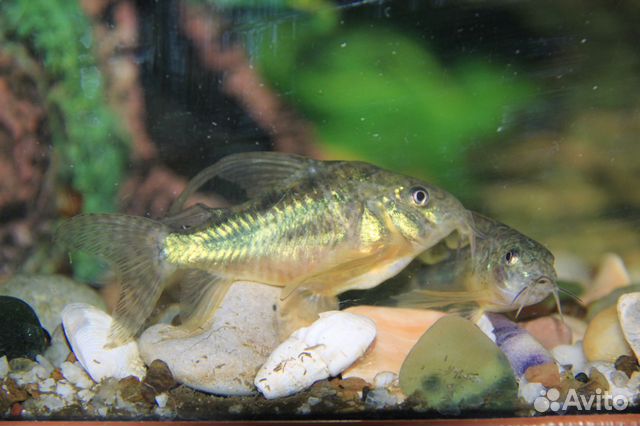 Сомики коридорасы