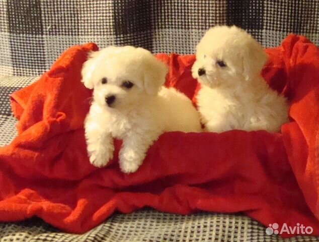 Щенки Бишон Фризе