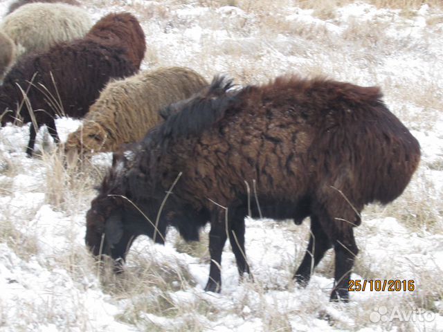 Овечки ярки овцы на развод