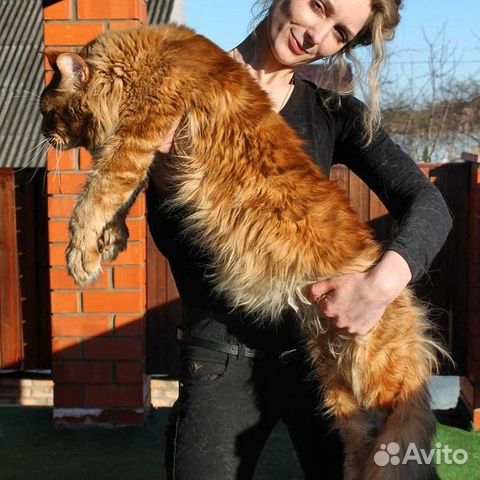 Котята мейн кун из питомника. Папа 10 600 грамм