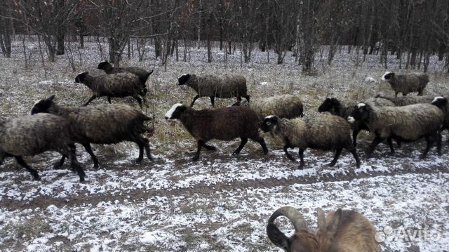 Овцы, ярки Романовской породы