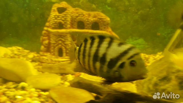 Продам цихлазом (цихлид) чернополосых и фламинго