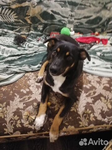 Щенок девочка ищет дом