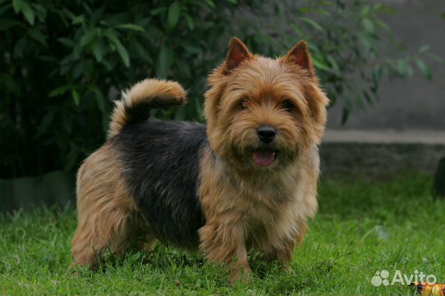 Щенки норвич терьера.Внуки Халка