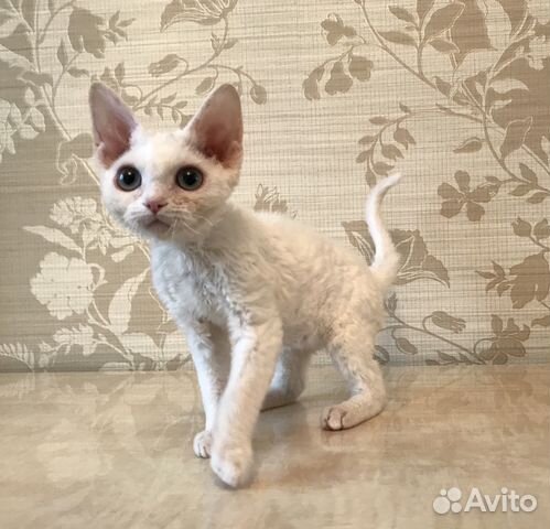 Котик Аквамарин
