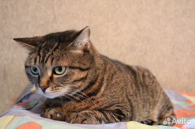 Шикарная Рыся