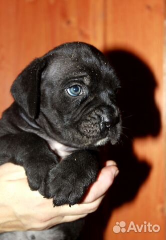 Мальчишки кане корсо