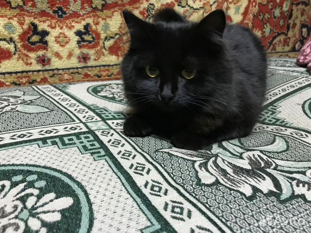 Красивая кошечка в добрую семью