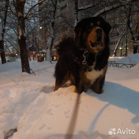 Вязка Тибетского Мастифа