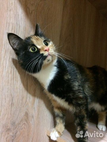 Трехцветная кошка приносящая счастье