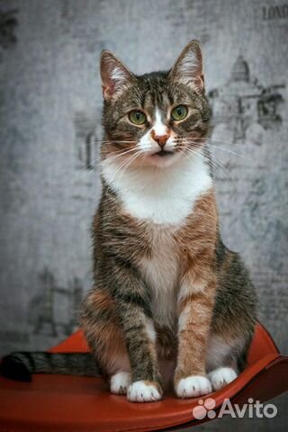 Молодая ласкуша