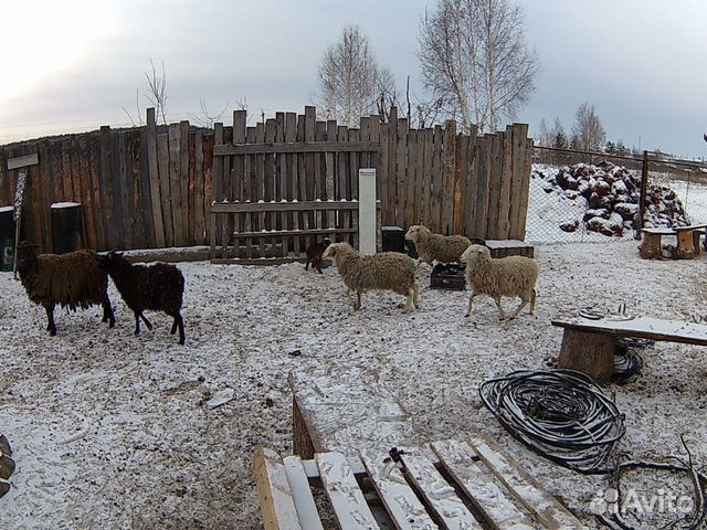 Овечки и Бараны на разведение