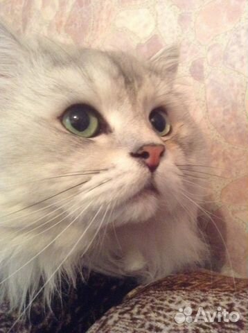 Зеленоглазый принц ждёт свою принцессу