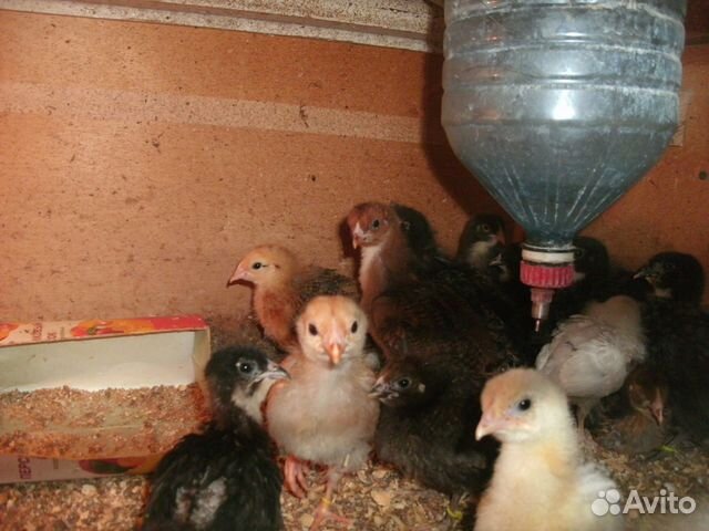 Лапули-цыпули