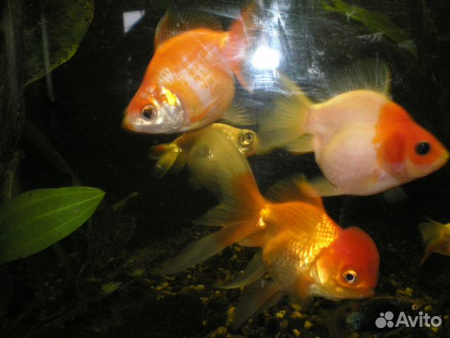 Золотые рыбки и скалярии