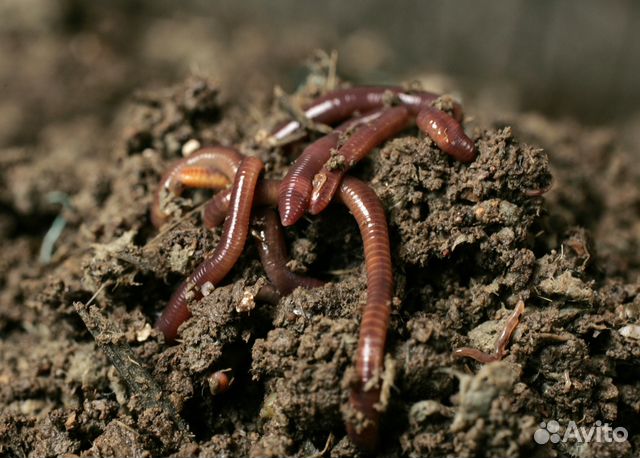 Навозный червь