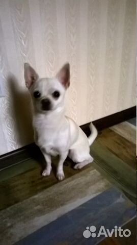 Вязка. Ждем невест