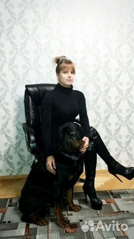 Ротвейлер. Вязка