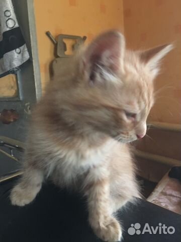 Метисы сибиряки-мейнкуны