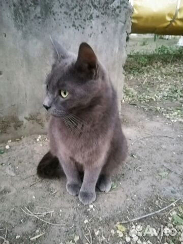 Кошечка русская голубая ищет дом
