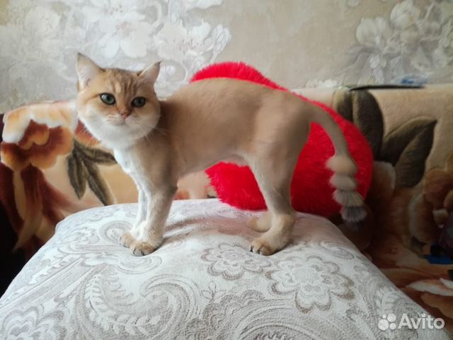 Стрижка кошек