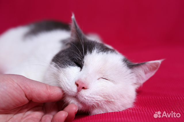 Котик Томас, 10 мес, в дар