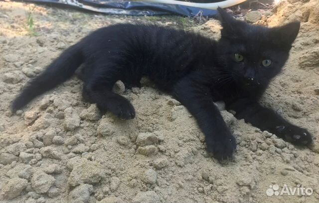 Черныши - плюшевые котята в заботливые руки