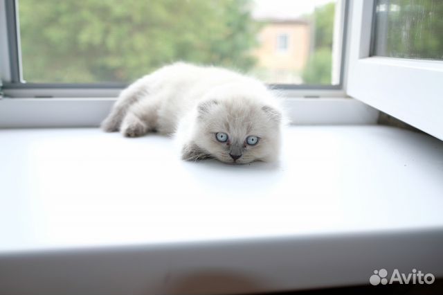 Чистокровные шотландские котята блю-поинты