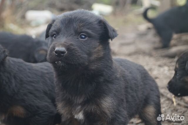 Щенки французской овчарки бесплатно