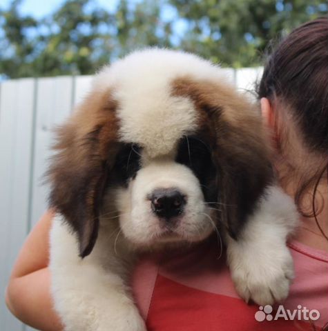 Мальчик сенбернарчик