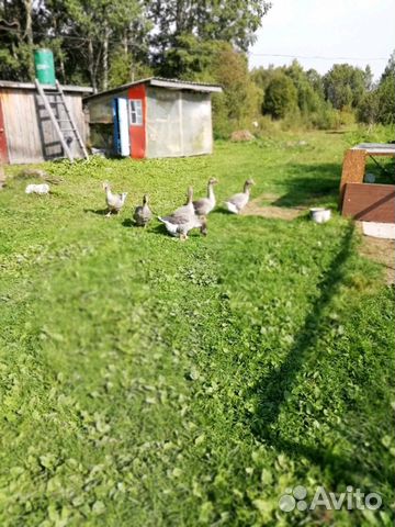 Продам семью серых гусей