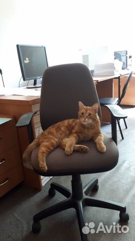 Милый Персик ищет дом