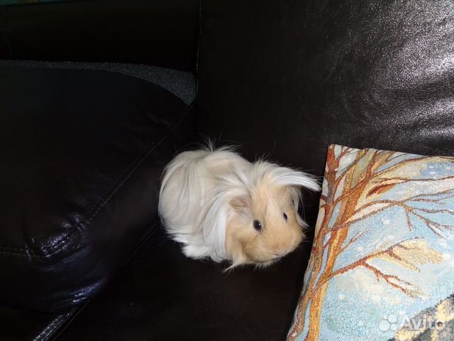 Мрская свинка