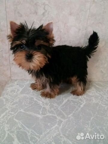 Шикарные щенки - йорки мини и стандарт, бэйби-фэйс