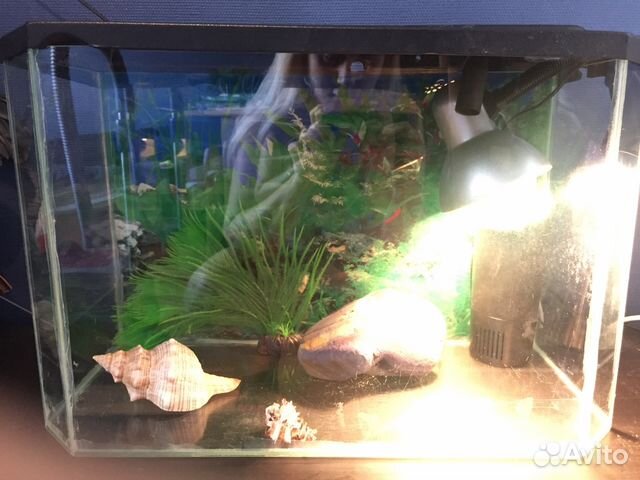 Аквариум/террариум с наполнением