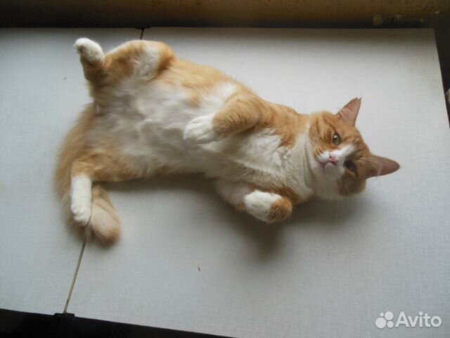 Вальяжный молодой котик