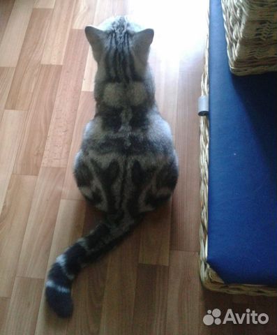 Британские котята