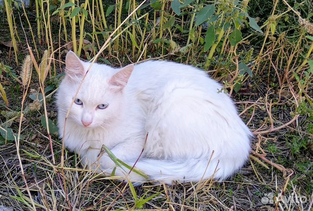 Ла-перм лаперм