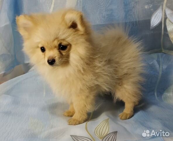 Щенки - милашки. Померанский шпиц