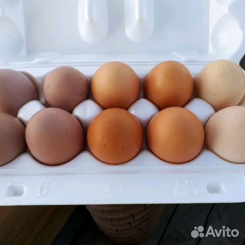 Яйцо домашних кур-несушек