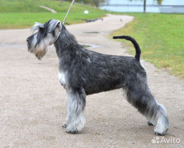 Цвергшнауцер щенок