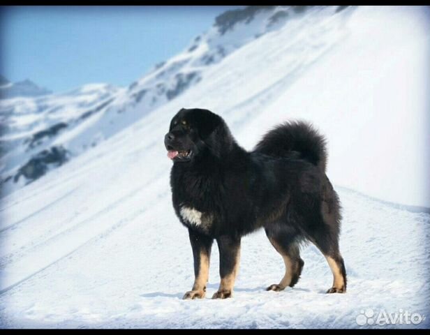 Тибетский мастиф.Вязка