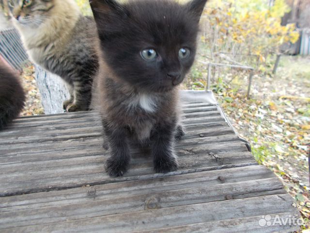 Котята от кошки-крысоловки