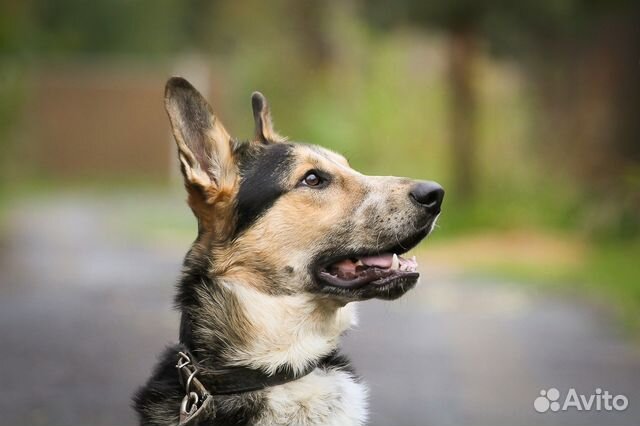 Красавчик Вольт ищет дом
