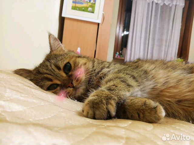 Шотландский страйт мальчик Микки