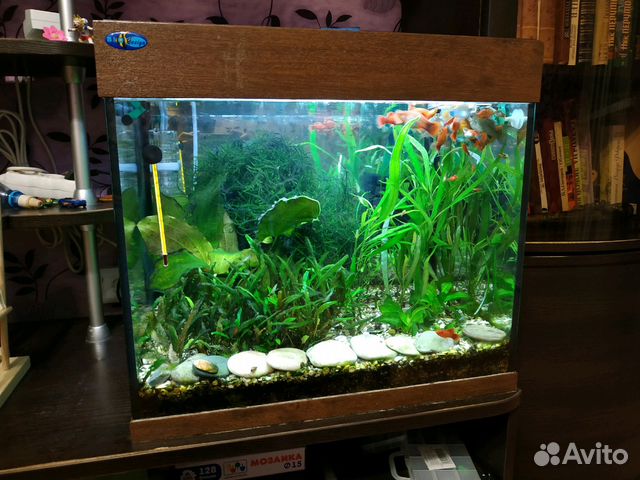 Аквариум Bio Design 100 с рыбками и оборудованием
