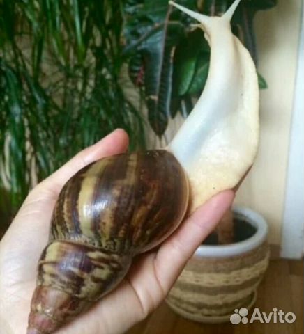 Улитка ахатина