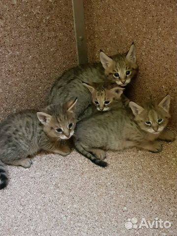 Котята чаузи ф1 75 дикой крови