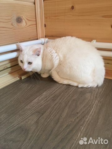 Кот в добрые руки